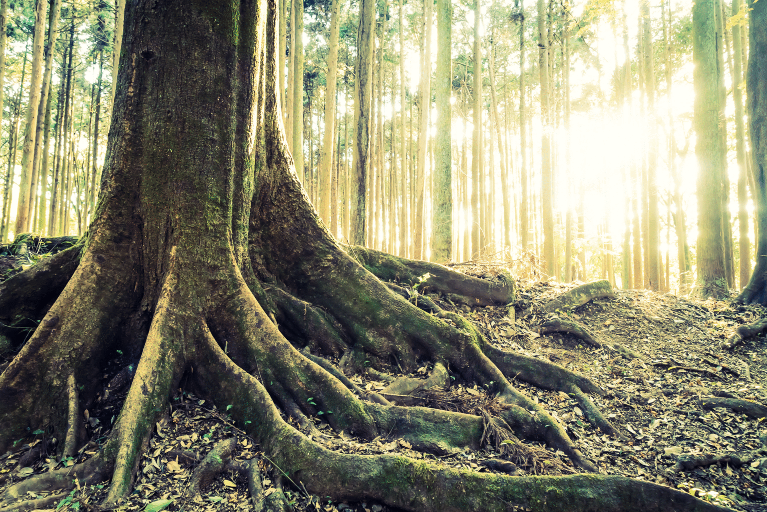 What is the Mixed Ecology? : Faith+Lead